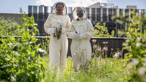 Urban Honey Bee Project