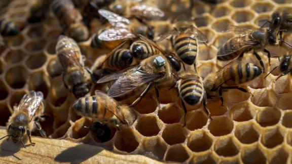 Urban Honey Bee Project