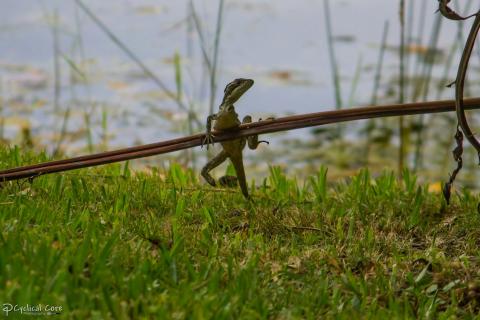 3-Legged Lizards Can Thrive Against All Odds, Challenging Assumptions ...